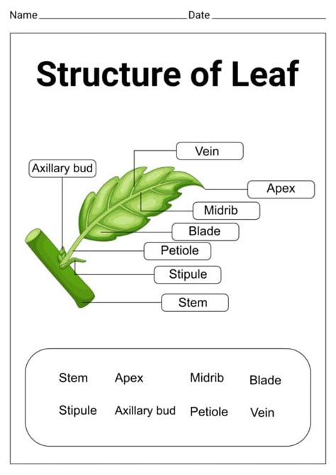 Parts Of Leaf Label Worksheet By Midmueang Ponmak Tpt