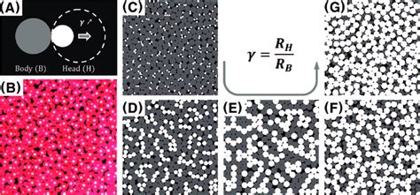 Color Online Structures Of Maximally Random Jammed Mrj Packing Of Download Scientific