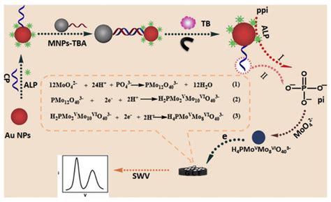 Biosensors Special Issue Advances In Magnetic Particle Based Bioassays