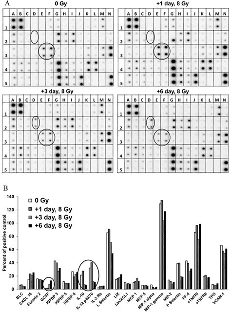 Cytokine Antibody Array In Mouse Serum After Tbi A Cytokine Array