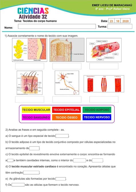 Tecidos Do Corpo Humano Worksheet Worksheets