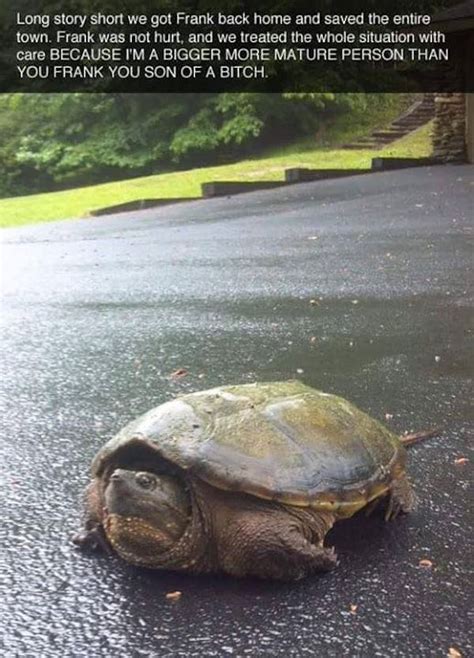 The Story Of Frank A Snapping Turtle With A Serious Attitude Problem