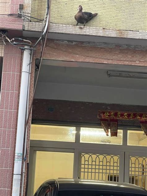屏東小鎮資訊 屏東市公義街 網友投稿 這隻鴨子不曉得是走失還是怎麼樣 跑到別人家的二樓了 趕快來認領喔