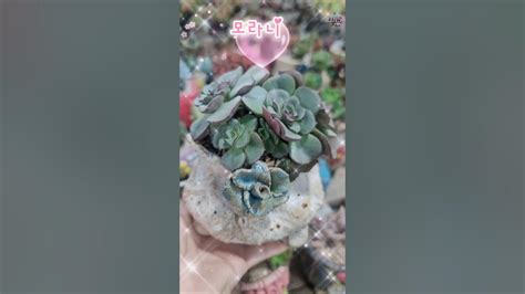 요즘 만나기 힘든 옛날다육 모라니 Youtube