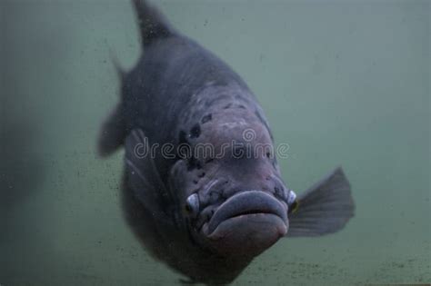 Pescados Con Los Labios Grandes Fotos De Stock Fotos Libres De
