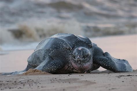 World Turtle Day Highest Uk Turtle Sightings For Nine Years Dive
