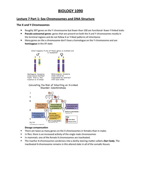 Lecture Part Second BIOLOGY Lecture Part Sex Chromosomes And DNA Structure The