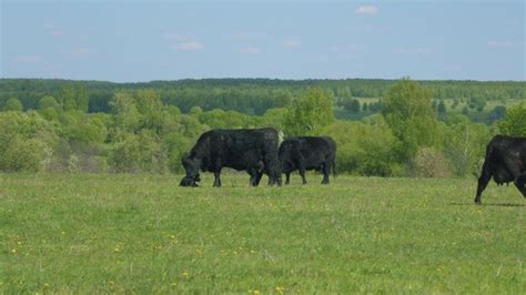 Premium Photo Black Angus Cow Farm Panorama Cows Grazing On Grass In