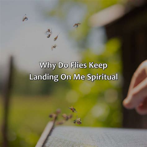 Why Do Flies Keep Landing On Me Spiritual Relax Like A Boss