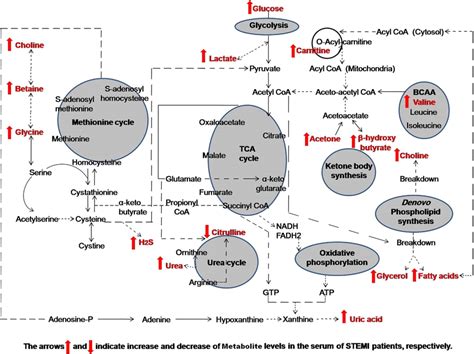 A Detailed Map Illustrating The Most Predominant Altered Metabolic