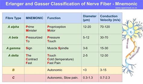 Erlanger And Gasser Classification Of Nerve Fiber Mnemonic Rfoamed