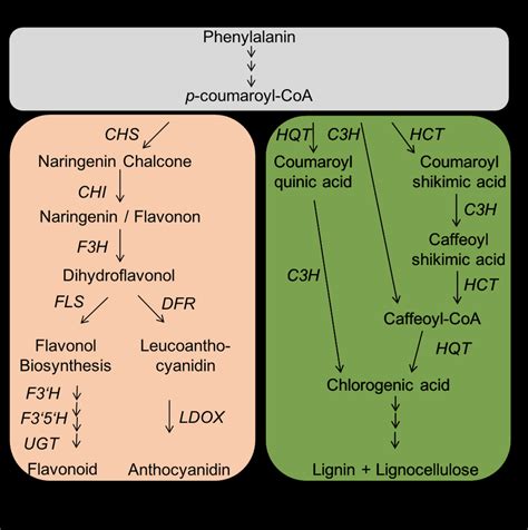 Comparative Schematic Overview Of Biosynthesis Pathways Of Flavonoids