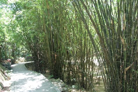 幽静的竹林壁纸幽静壁纸竹林风景壁纸大山谷图库