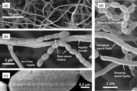 Scanning Electron Microscopy Of The Sporulation Deficient Aerial