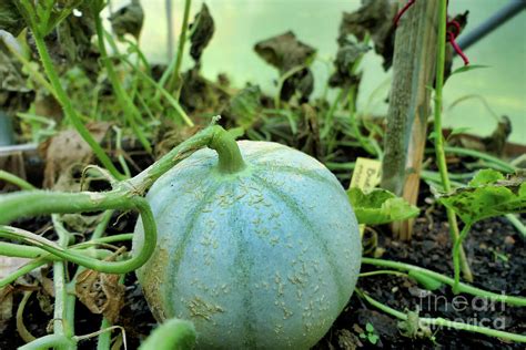 Charentais Melon Bed Photograph By Stephen Farhall Pixels