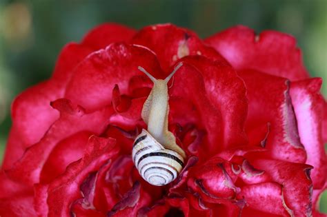 Worm Shell Rose Free Photo On Pixabay Pixabay