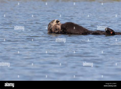 Southern Sea Otter Enhydra Lutris With Newborn Pup In Elkhorn Slough