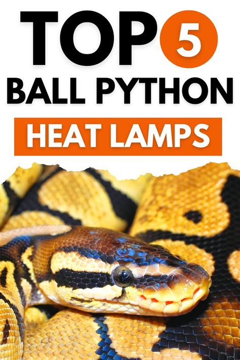 Best Heat Lamp For A Ball Python Artofit