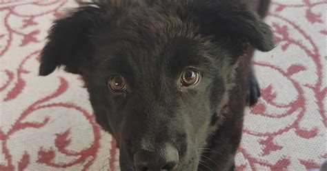 Adoption Border Collie To A Great Home Currently Being Fostered