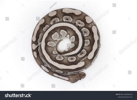 Isolated Fire Mojave Axanthic Vpi Python Stock Photo 2168764703