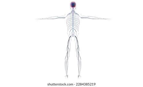 Human Brain Nervous System Anatomy Medical Stock Illustration Shutterstock