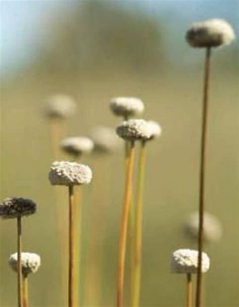 The Plant Golden Grass