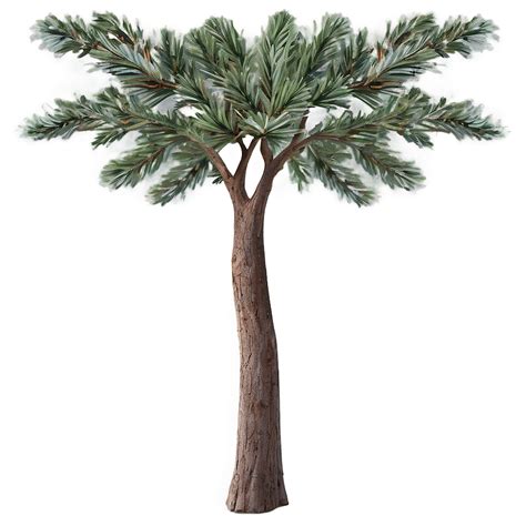 Download Foggy Pine Trees Png Rrh Wallpapers Com