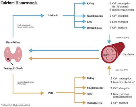 Vitamin D And Calcium—an Overview Review Of Metabolism And The
