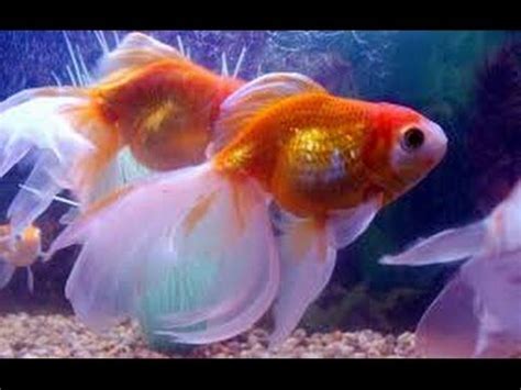 Guía para el Cuidado de Peces Exóticos y la Temperatura Ideal del Agua