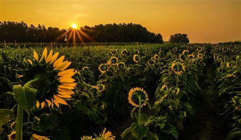 Fondos De Pantalla Pc Girasoles