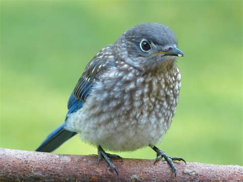 Fledgling Bluebird Feederwatch