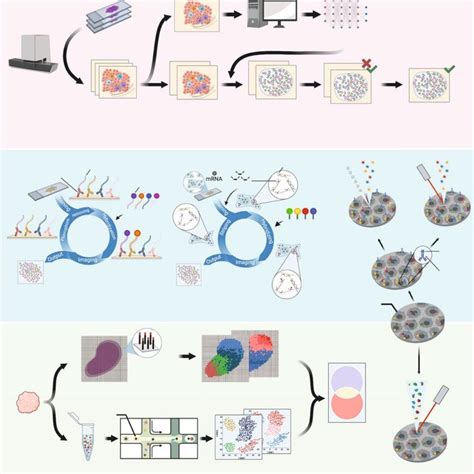 Representative Spatial Architecture Of Immune Cells In The Tumor Download Scientific Diagram