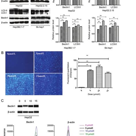A Cell Growth Of Hepg2 Hepg2 2 15 Sk Hep1 And Hep3b2 1 7 Cells Was Download Scientific