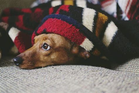 Protege Así A Tus Perros De La Pirotecnia Este Fin De Año