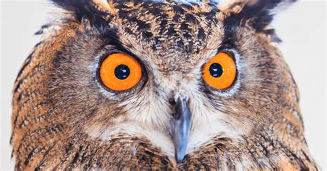 Horned Owl Bird Informer