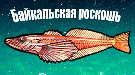 Почему на Байкале эту рыбу не ловят? Самая полезная рыба Байкала - YouTube