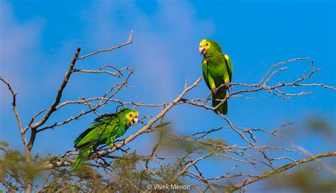 Día Mundial De Las Especies Amenazadas Tres Historias Exitosas De