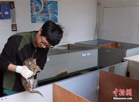 世界最大东北虎繁育基地产崽季 50多只虎娃降生 联盟中国 中国网