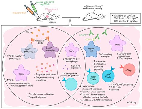 Tumor Microenvironment Tumor Microenvironment By Ahmed Lasfar