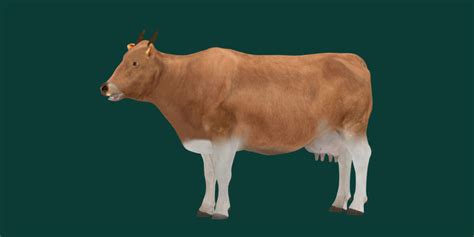 Javan Banteng Cattle D Model By Nyilonelycompany