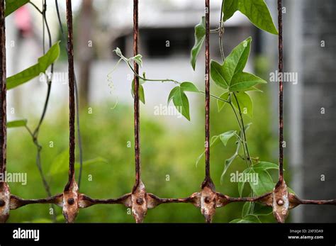 Parthenocissus Tricuspidata A Robust Climber With Tri Lobed Leaves