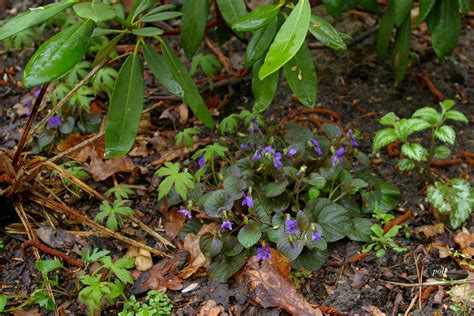 W Jędrzejówce U Poll Fiołki Viola