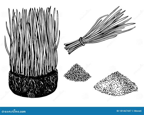 Bundle Of Wheat Grass And Cocktail Of Juice Wheat Grass Barley Grass