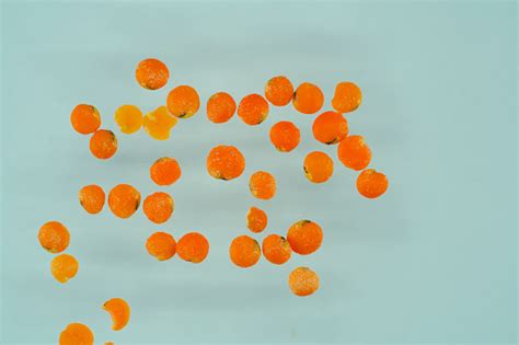 렌즈 콩은 콩과 식물 속의 식물 종입니다 Fabaceae Leguminosae 0명에 대한 스톡 사진 및 기타 이미지 0명