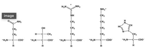 BMSC MODULE QUESTIONS Flashcards Quizlet