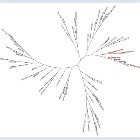 Mitochondrial Coi Barcode Maximum Likelihood Raxml Sequences
