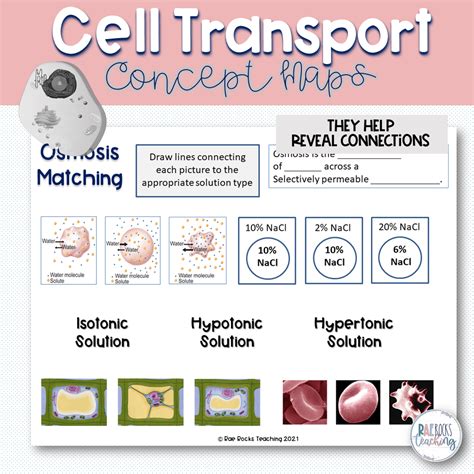 Cell Transport Review Worksheet Rae Rocks Teaching