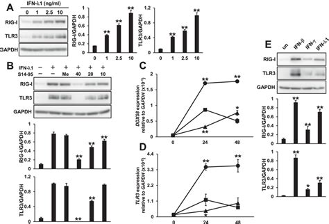 Ifn λ1 Induces Rig I And Tlr3 Expression Via The Stat1 Mediated Pathway