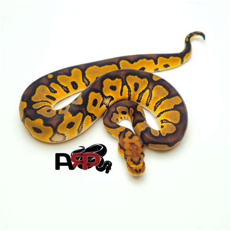 Clown Het Albino F Arp
