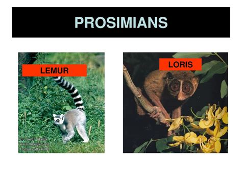 Human Evolution Cartoon Ppt Download